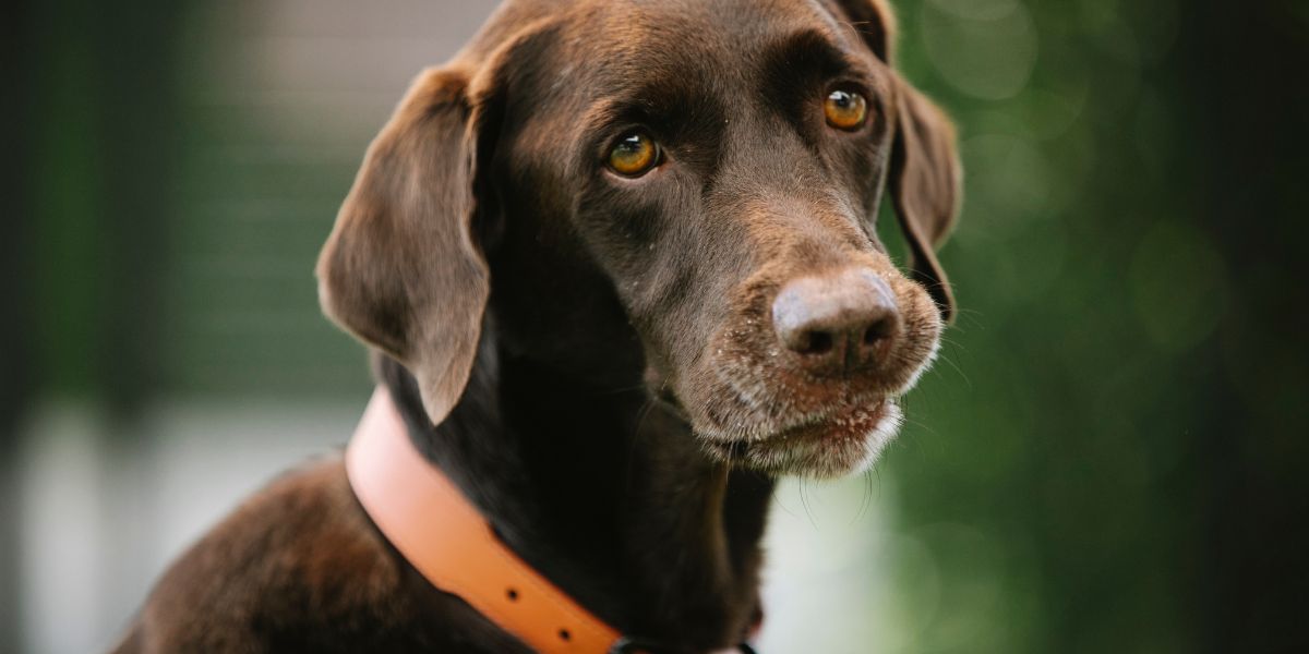 When Do GSP Calm Down? 12 Steps To Calm Down Your GSP. - Dog Person