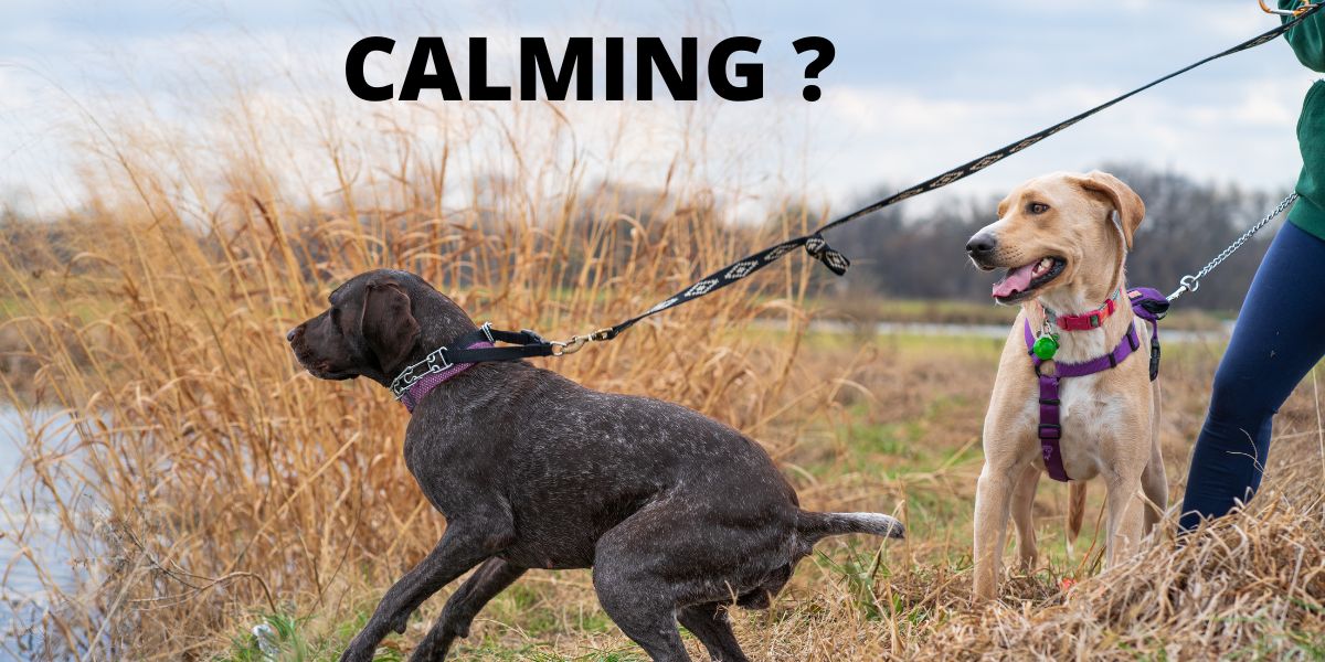 When Do GSP Calm Down? 12 Steps To Calm Down Your GSP. - Dog Person