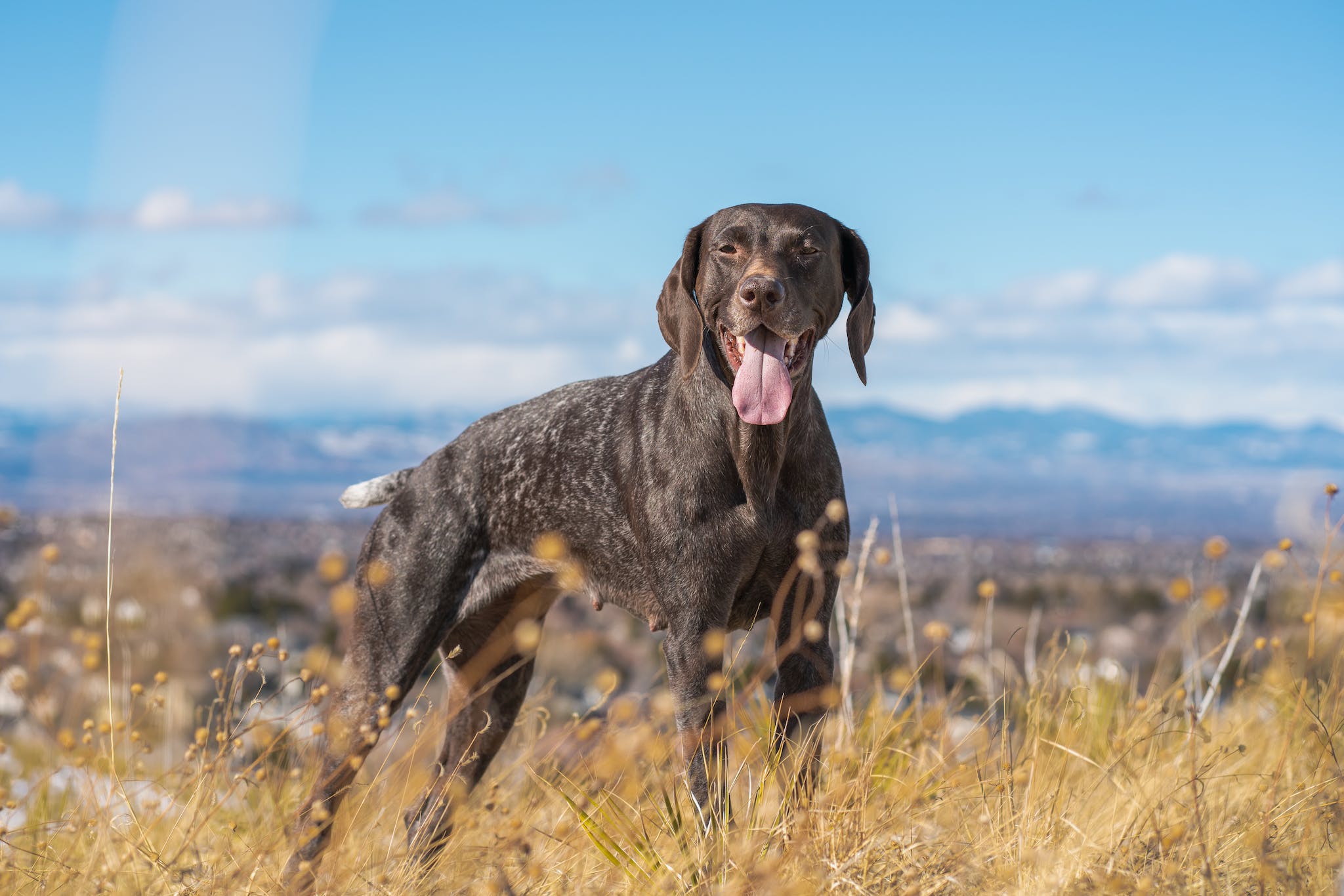 Pointer Dog: Everything You Need To Know (2025)