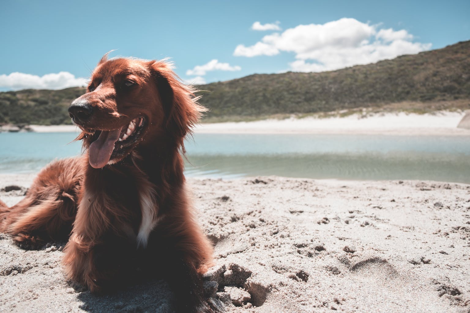Pointer Dog: Everything You Need To Know (2025)